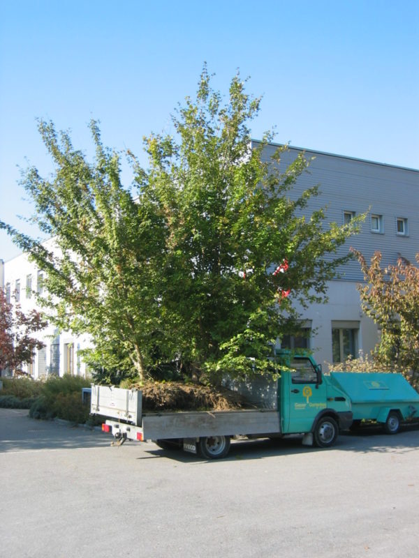 Professioneller Gartenbau in Baselland & Basel